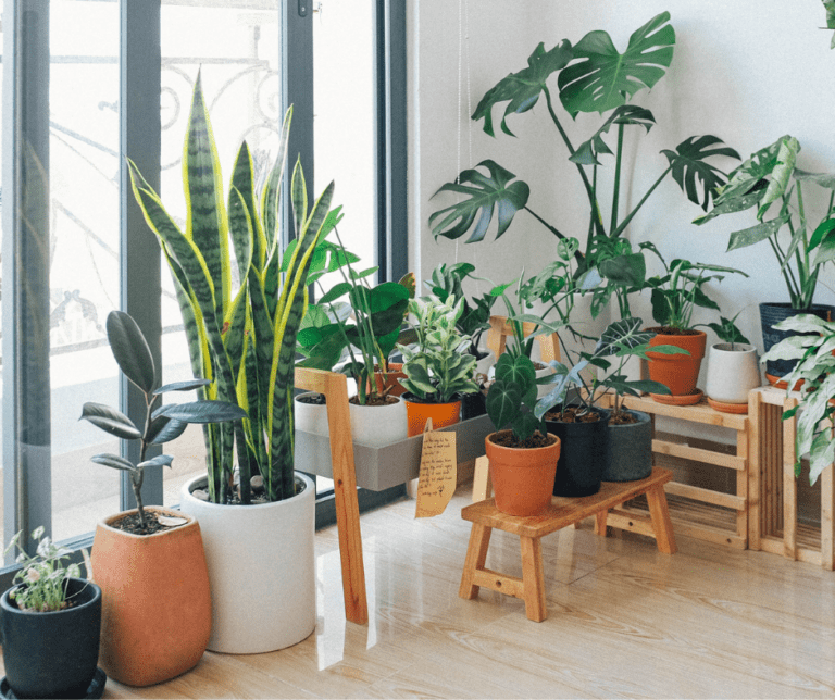 How To Flip Plants For A Side Hustle - Interview W/ Jo Eveland