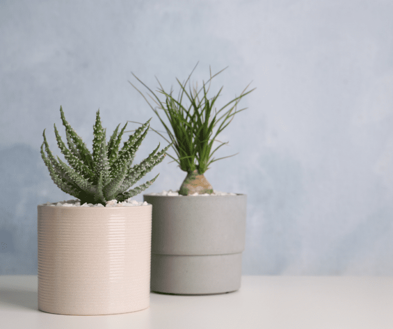 How To Flip Plants For A Side Hustle - Interview W/ Jo Eveland